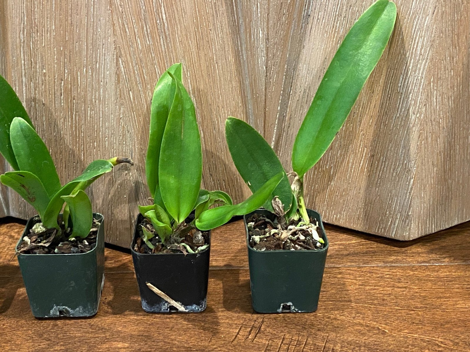 Rlc. Chief Rainbow (2” pot) - Everything Orchids