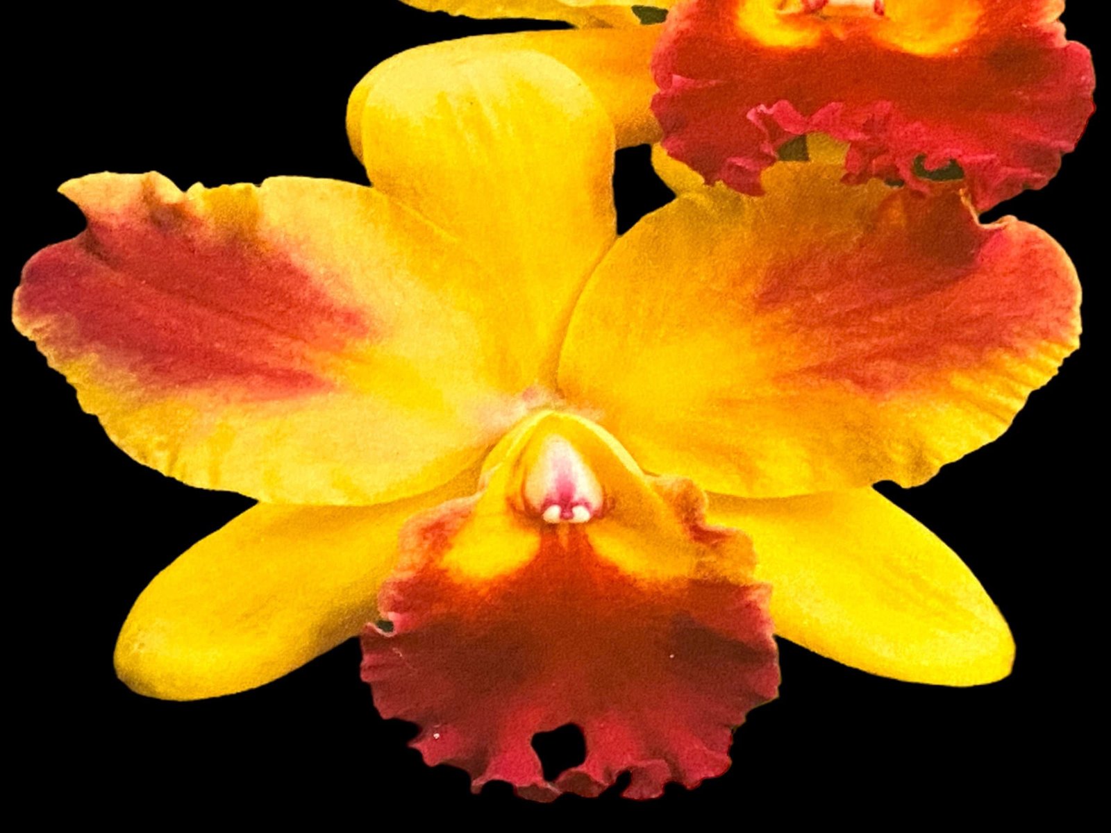 Rlc. Chief Rainbow (2” pot) - Everything Orchids
