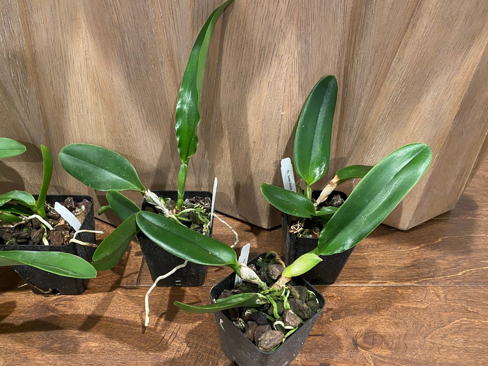 Rlc. Golden Godzilla (Rhyncholaeliocattleya Haadyai Delight × ...