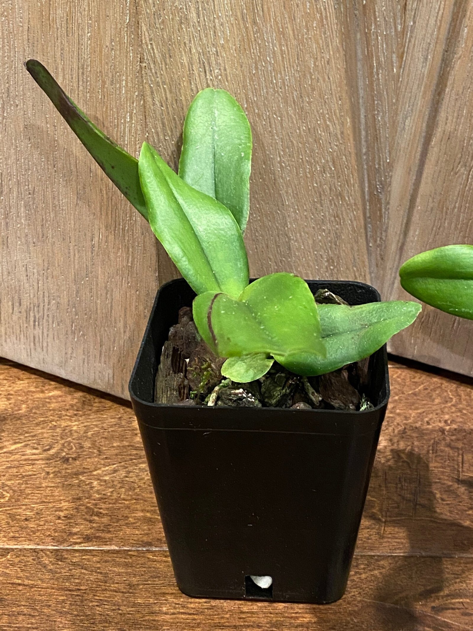 Rlc. Golf Rainbow (3.5″ pot) - Everything Orchids