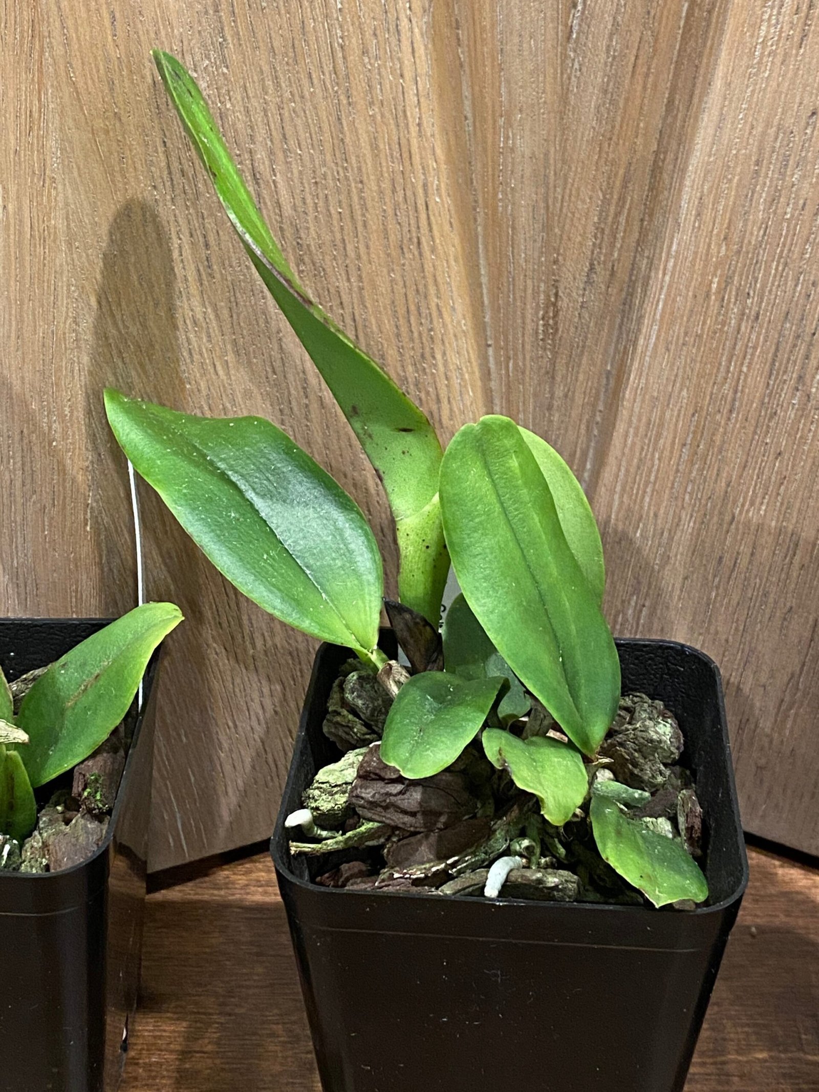 Rlc. Golf Rainbow (3.5″ pot) - Everything Orchids