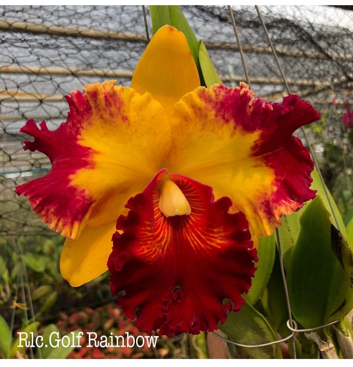 Rlc. Golf Rainbow (3.5″ pot) - Everything Orchids