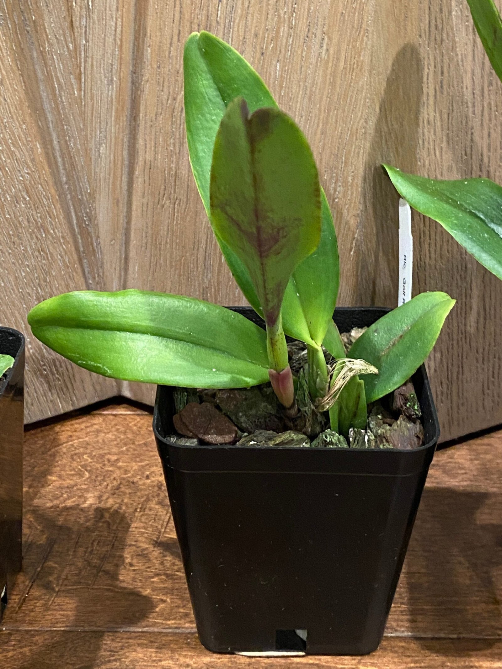 Rlc. Golf Rainbow (3.5″ pot) - Everything Orchids