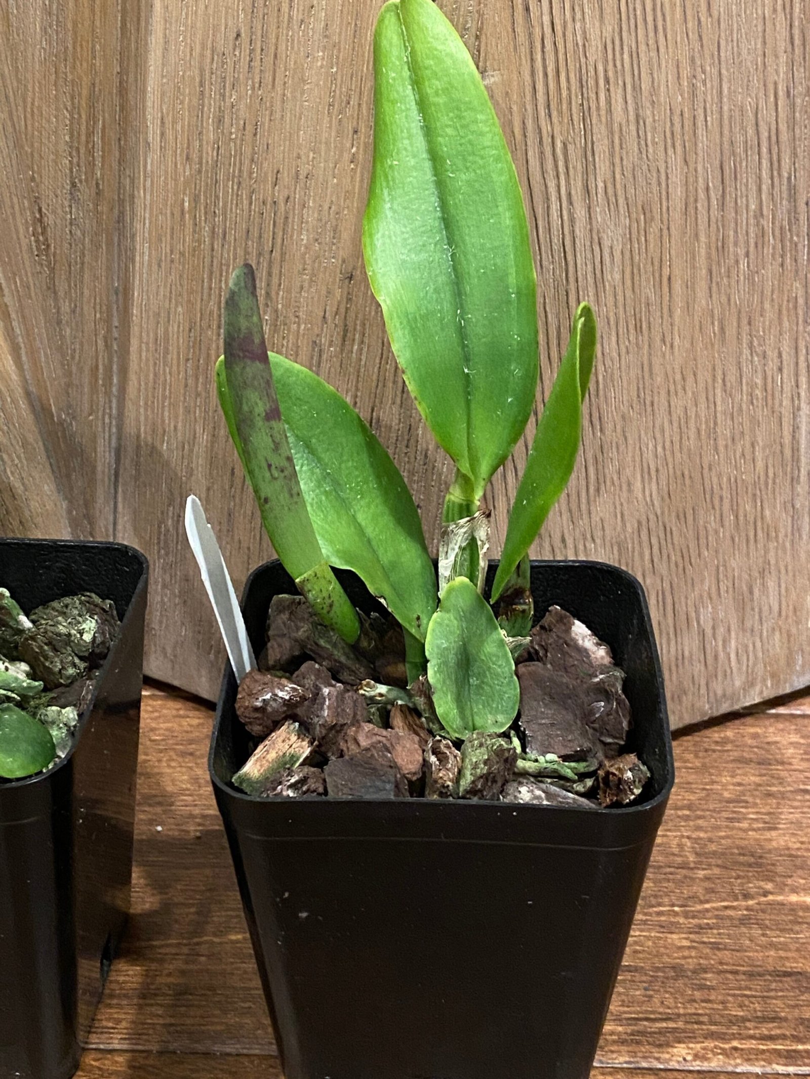 Rlc. Golf Rainbow (3.5″ pot) - Everything Orchids