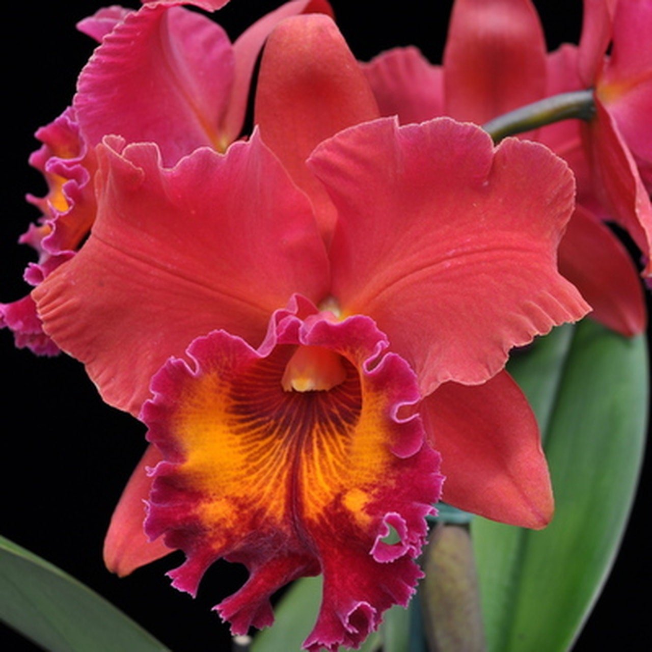 Rlc. Sharon King ‘Yuki’ (3.5″ Pot) - Everything Orchids