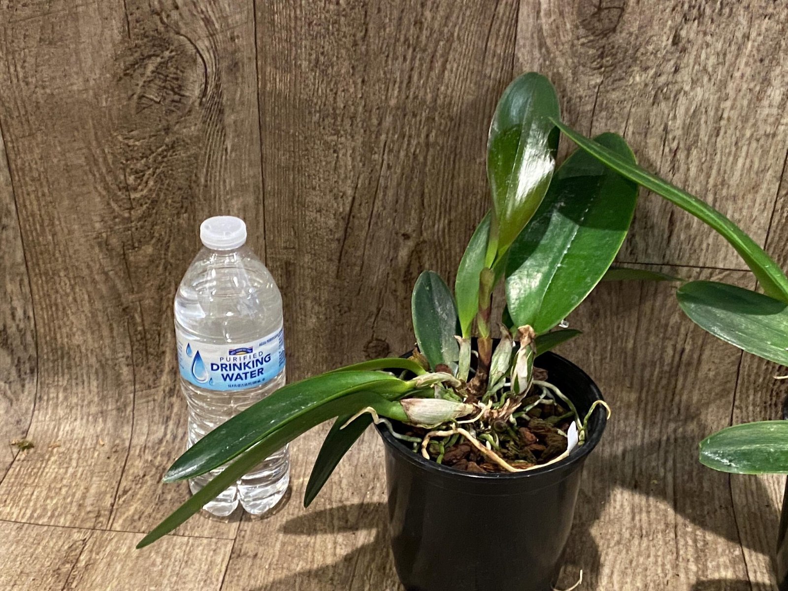 Rlc. Thaksina Gold (5” pot) - Everything Orchids