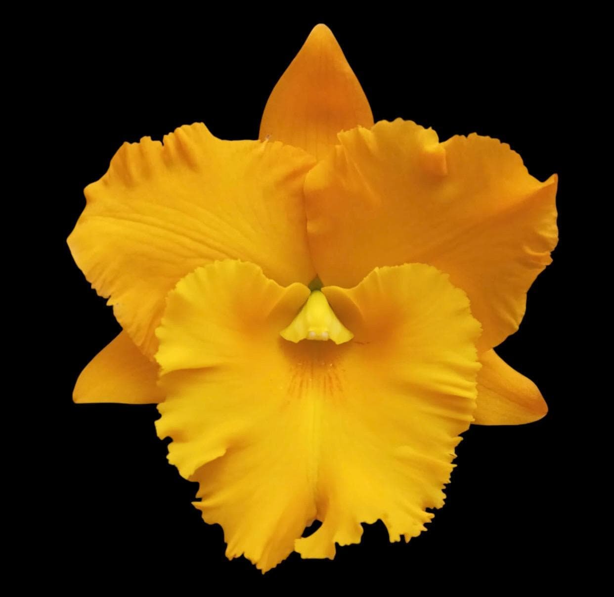 Rlc. Thaksina Gold (5” pot) - Everything Orchids