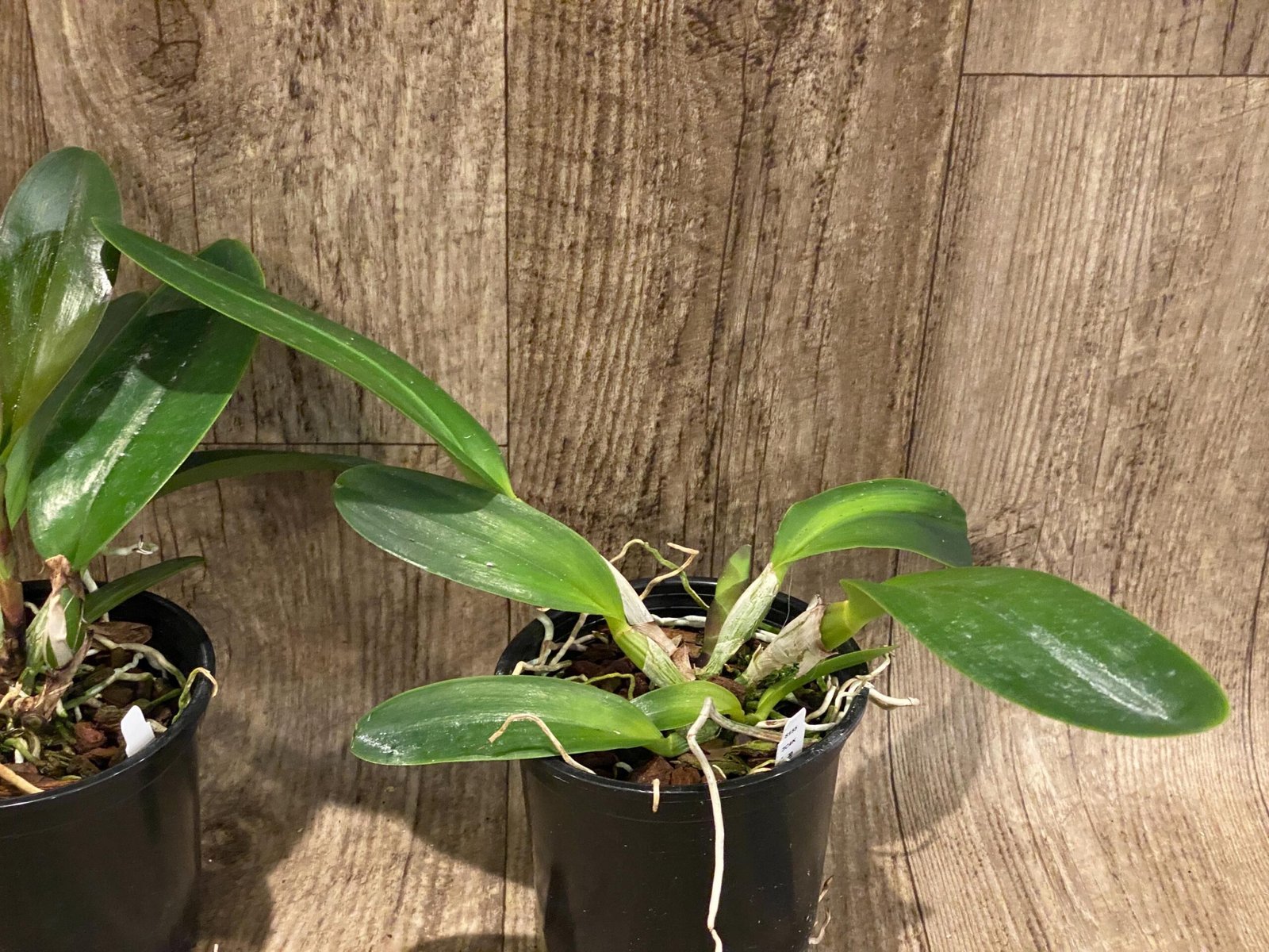 Rlc. Thaksina Gold (5” pot) - Everything Orchids