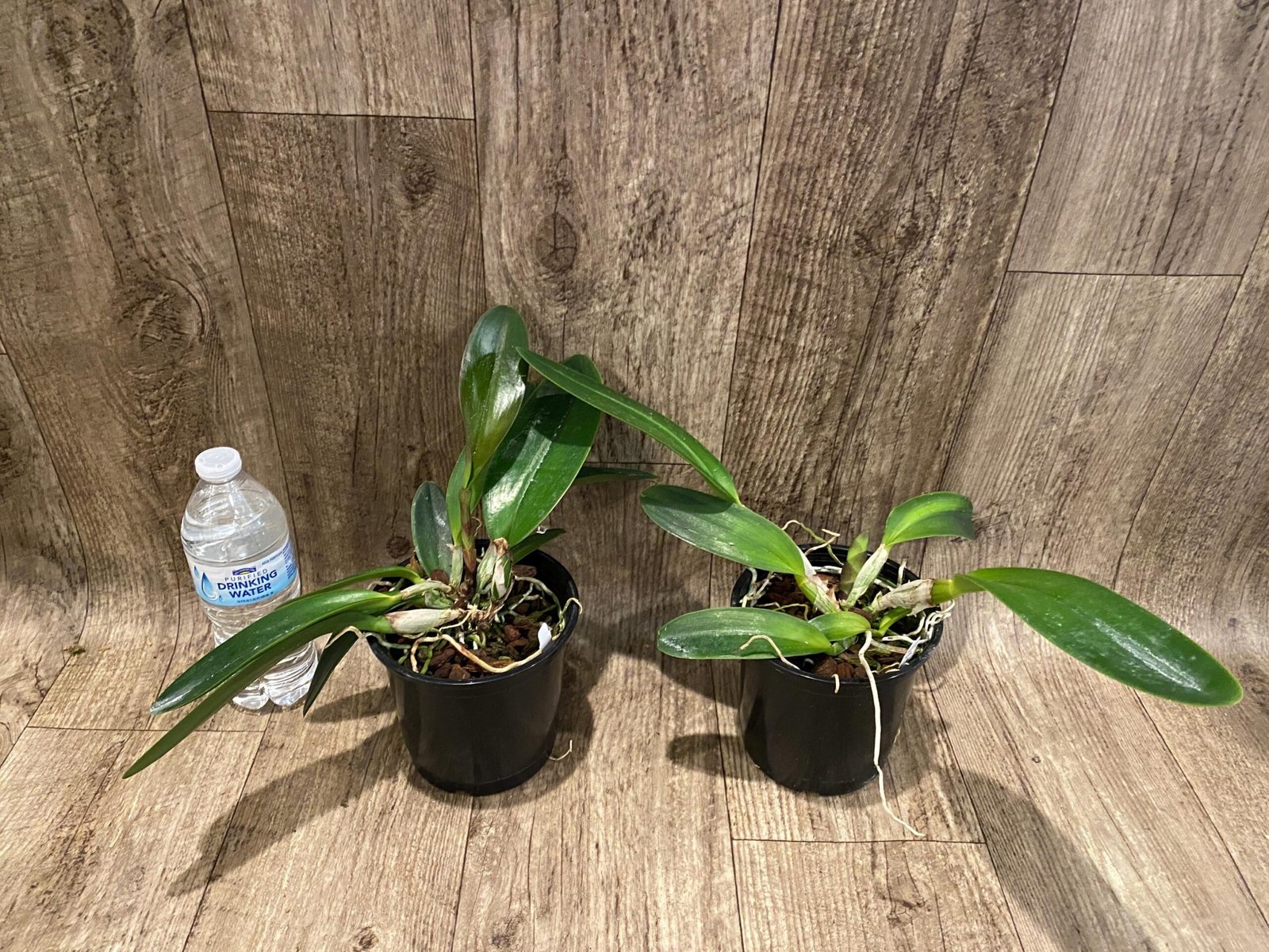 Rlc. Thaksina Gold (5” pot) - Everything Orchids