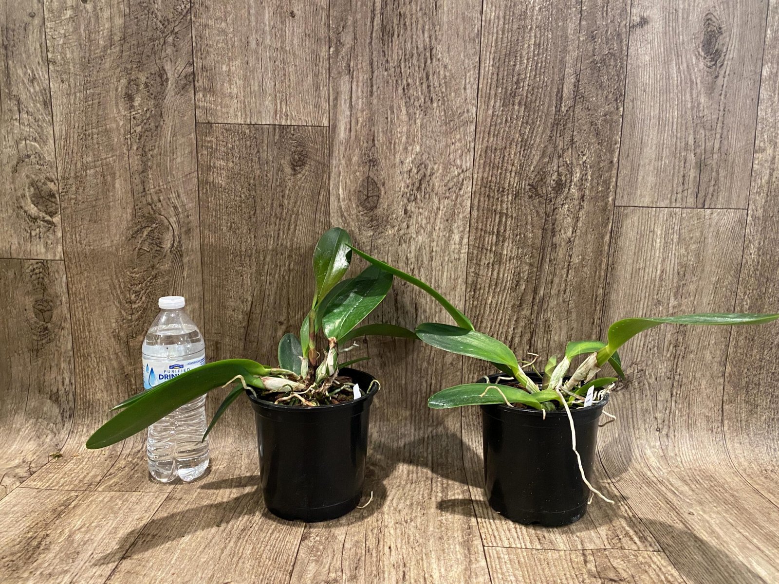 Rlc. Thaksina Gold (5” pot) - Everything Orchids