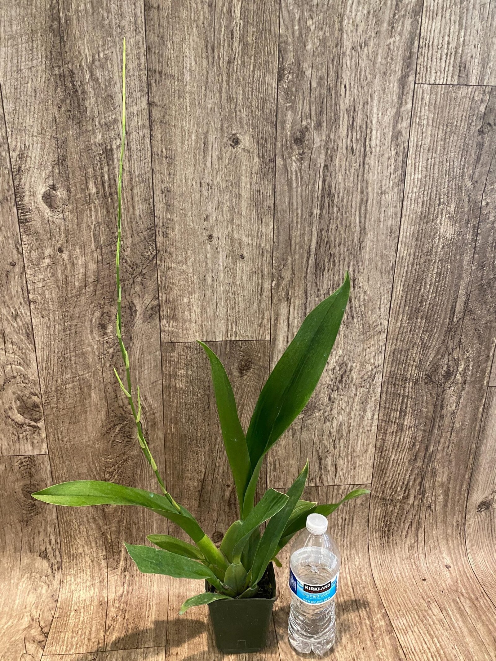 Tall Spike – Fragrant Oncidium Heaven Scent ‘Redolence’ (3.5” Pot ...