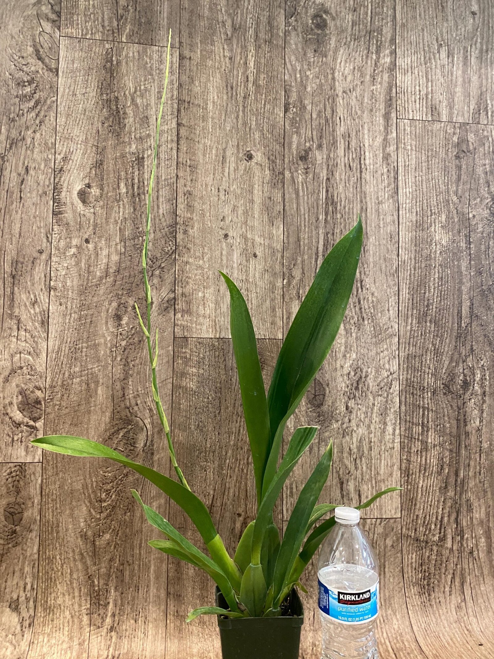 Tall Spike – Fragrant Oncidium Heaven Scent ‘Redolence’ (3.5” Pot ...