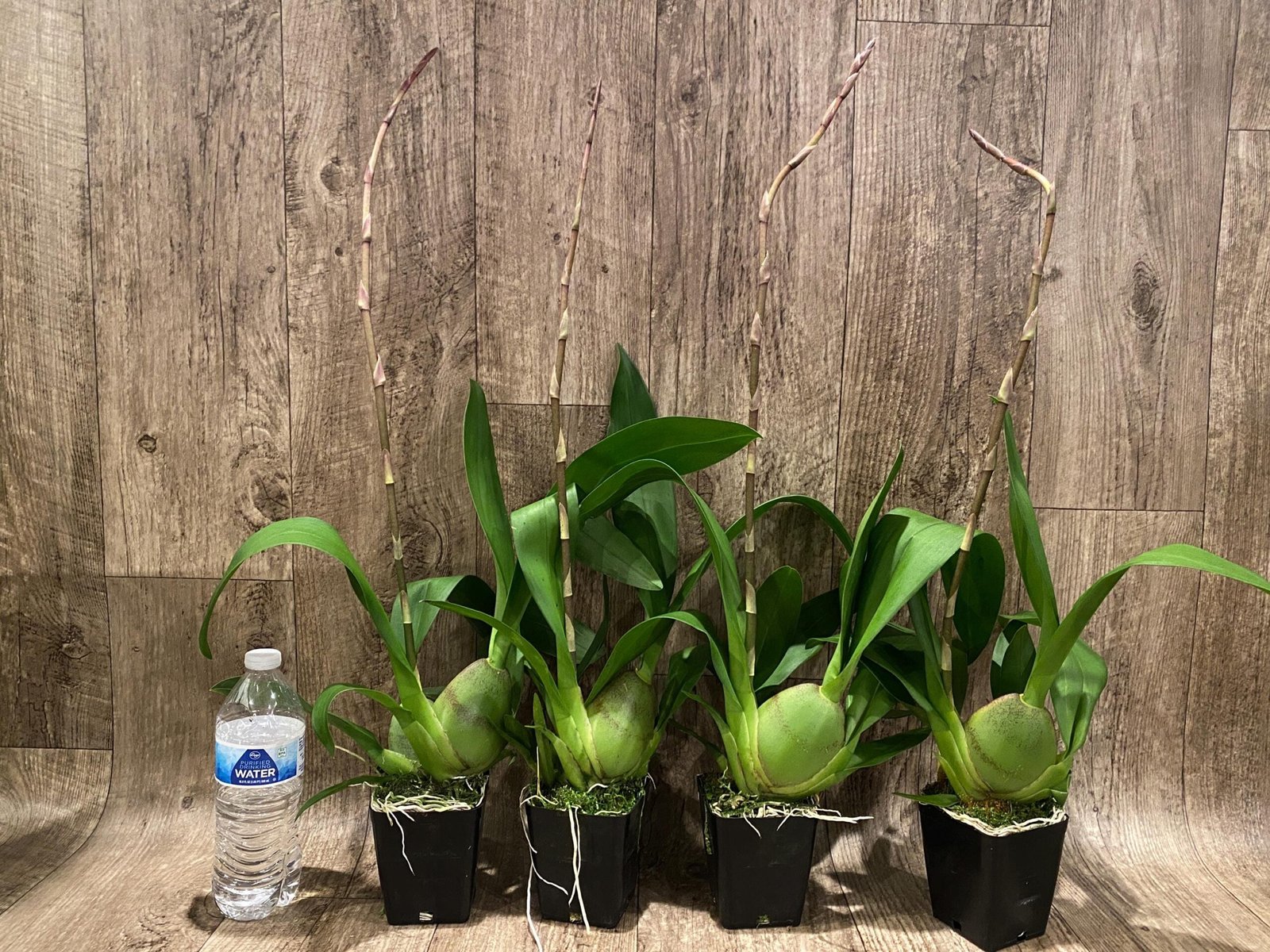 Tall Spike Odontocidium Wildcat ‘Golden Red Star’ Huge Plants (3.5” Pot ...