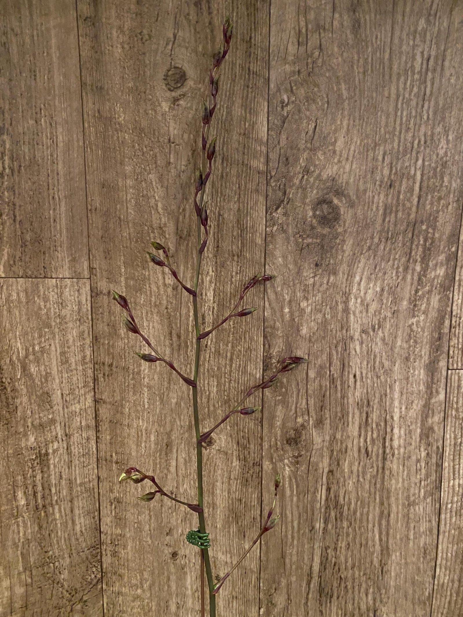Tall Spikes Odontocidium Wildcat ‘Bobcat’ (3.5” Pot) - Everything Orchids