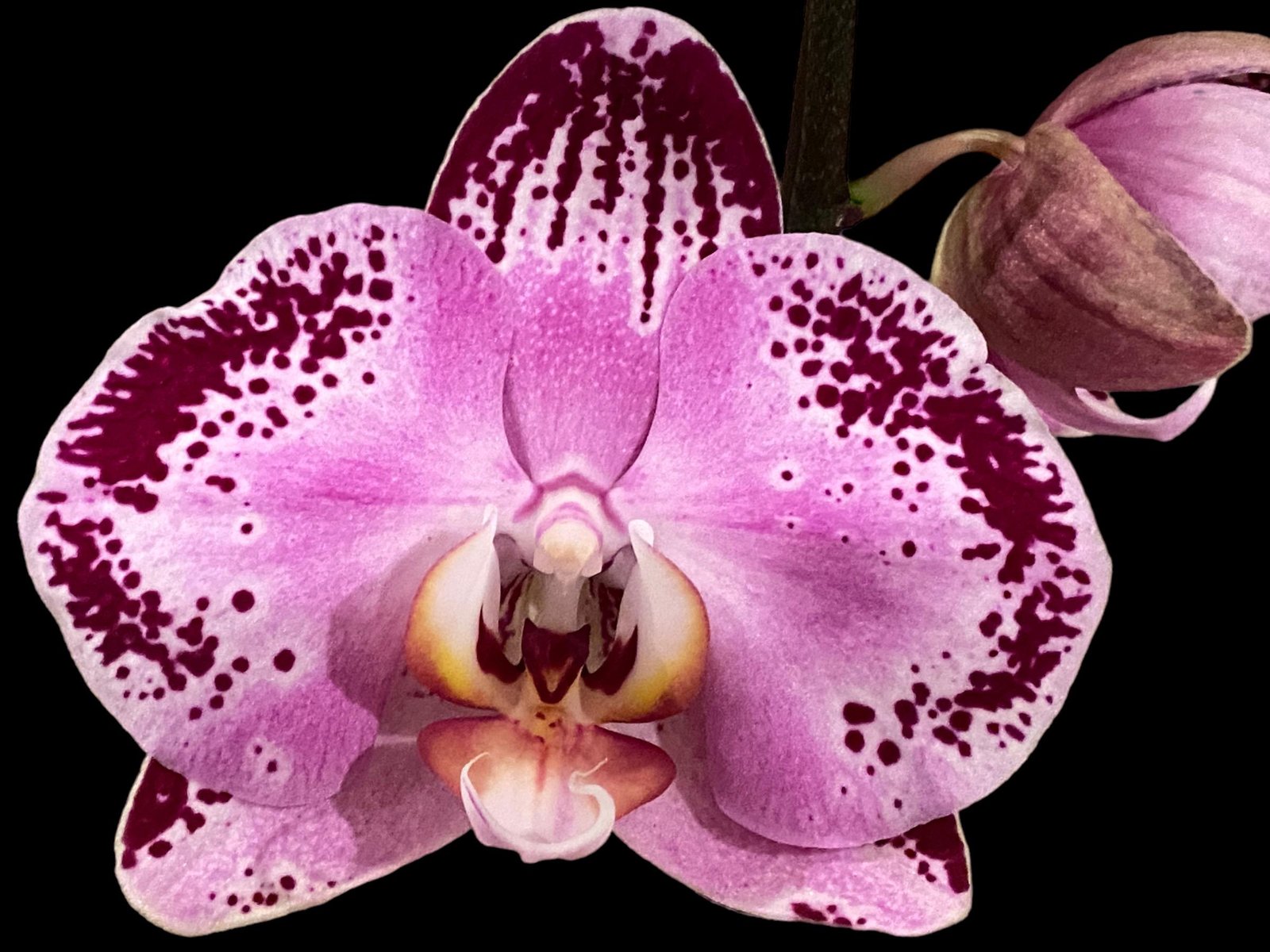 Tall Spikes Phalaenopsis Lianher Happy Dancer (4.5” Pot) - Everything ...