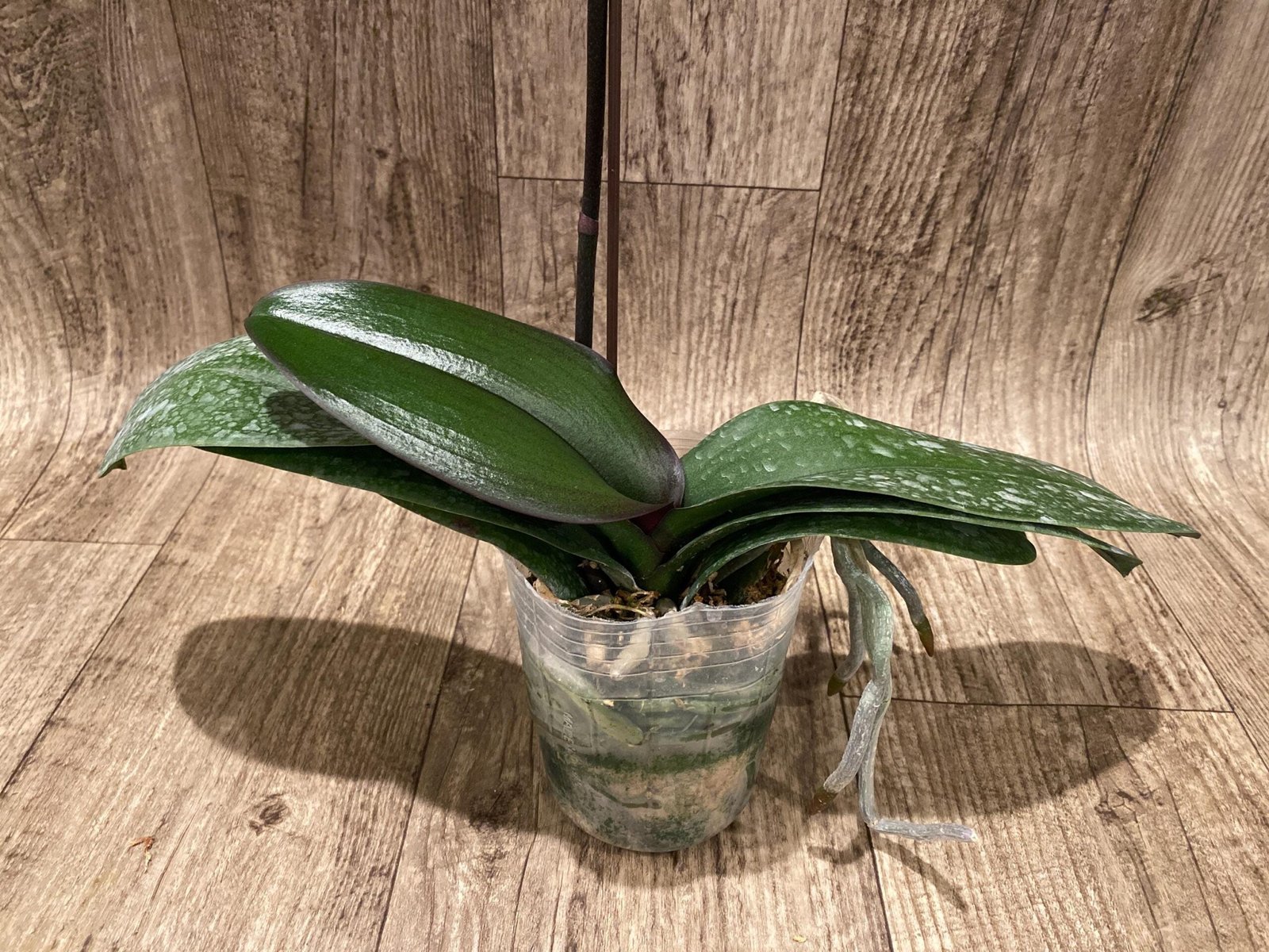 Tall Spikes Phalaenopsis Lianher Happy Dancer (4.5” Pot) - Everything ...