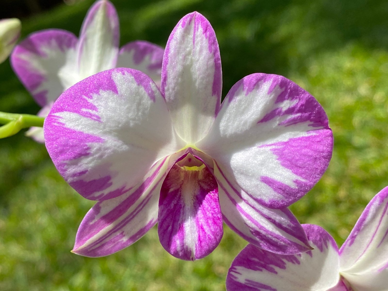 Triple Spikes Dendrobium Enobi Purple ‘Splash’ (3.5” pot) - Everything ...