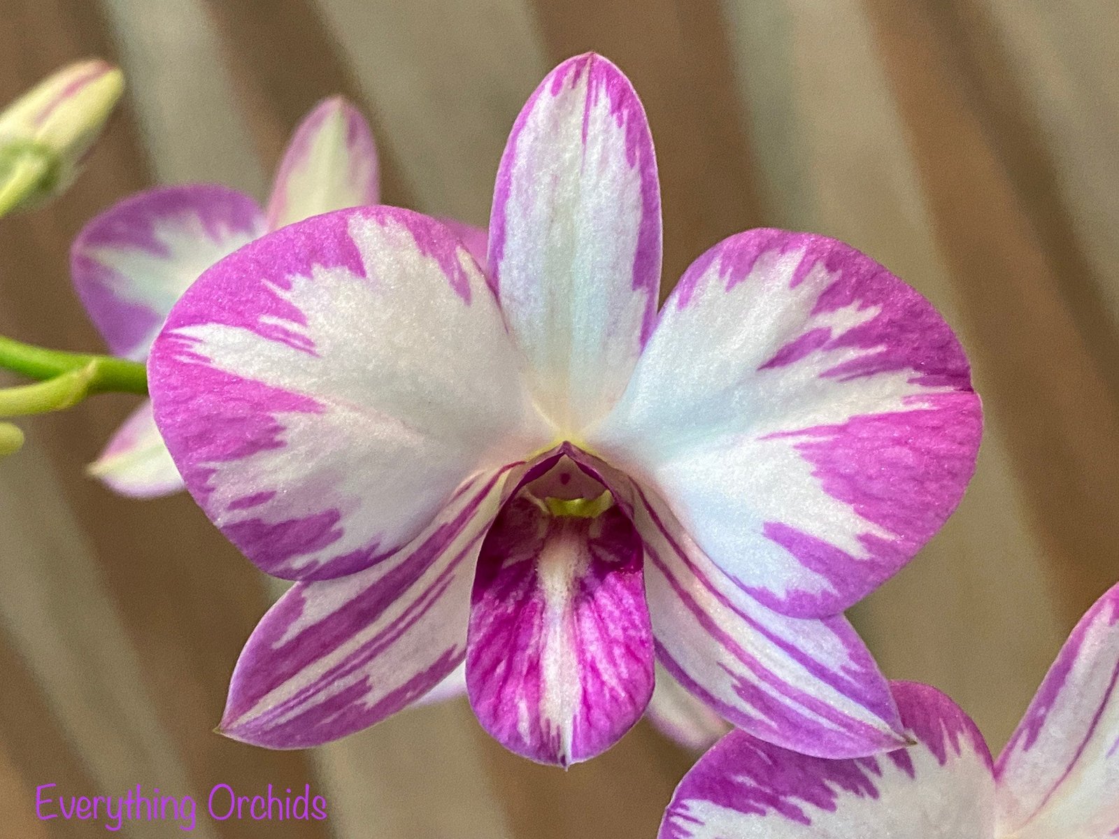 Triple Spikes Dendrobium Enobi Purple ‘Splash’ (3.5” pot) - Everything ...