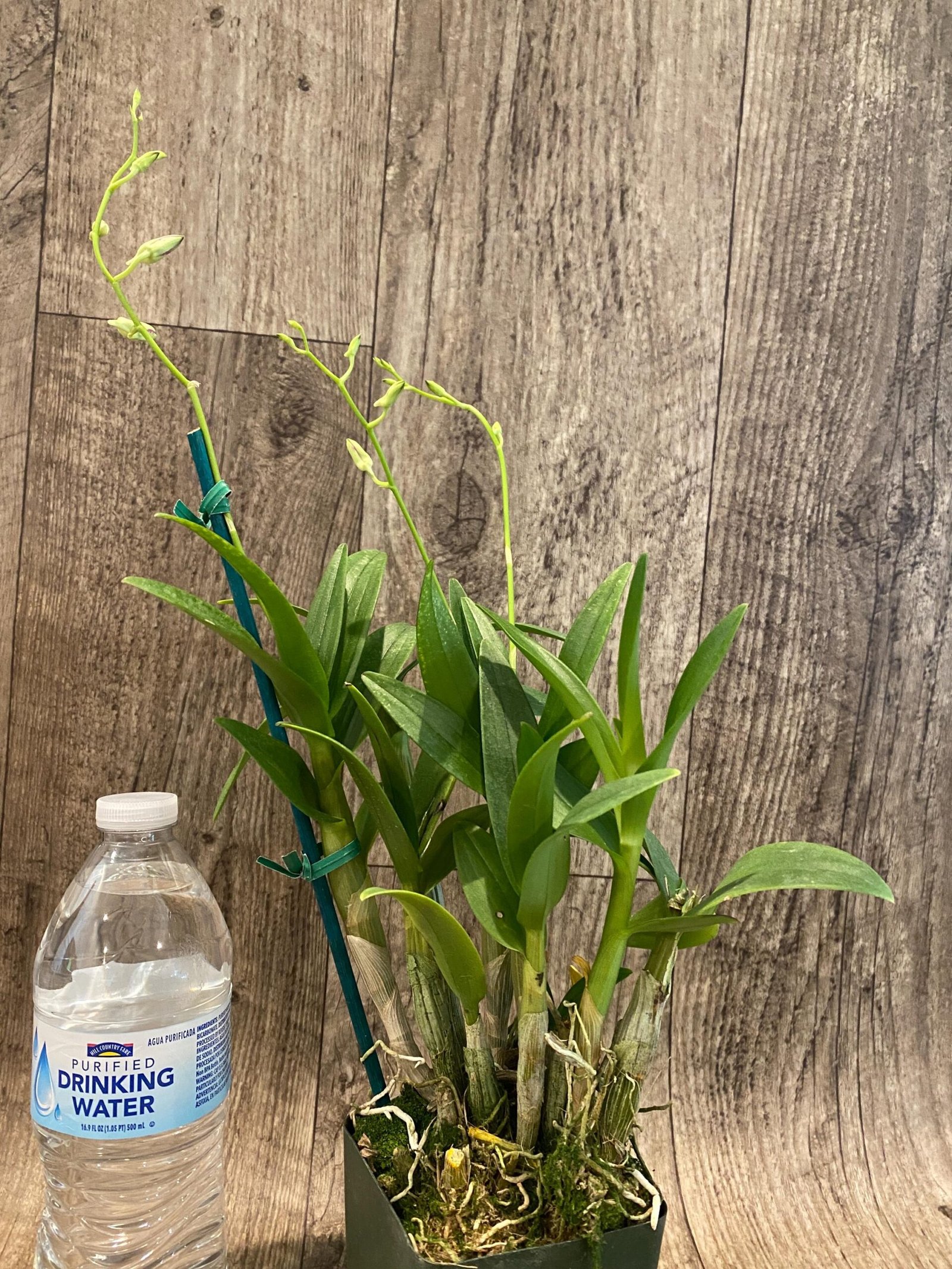 Triple Spikes Dendrobium Enobi Purple ‘Splash’ (3.5” pot) - Everything ...