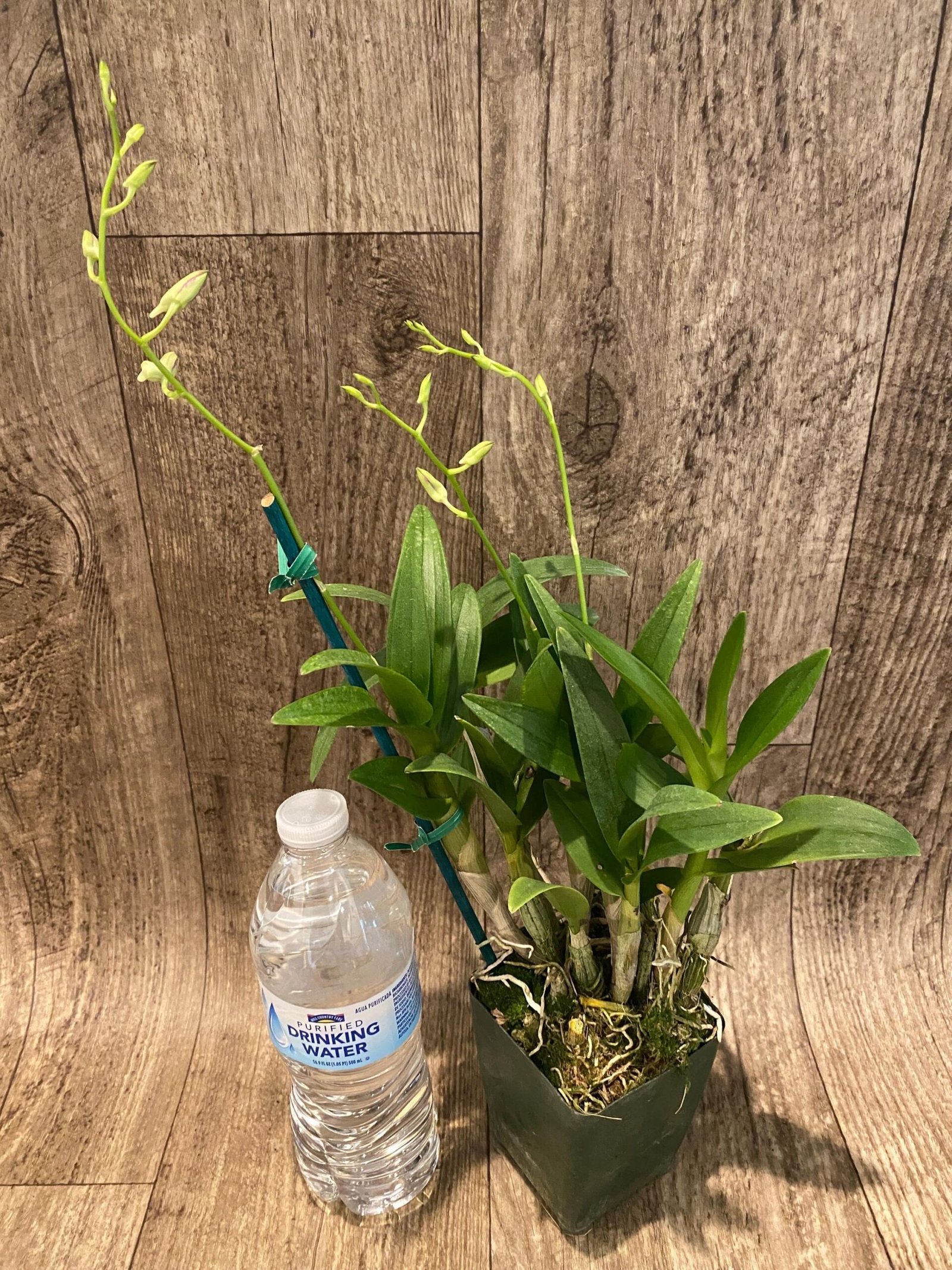 Triple Spikes Dendrobium Enobi Purple ‘Splash’ (3.5” pot) - Everything ...