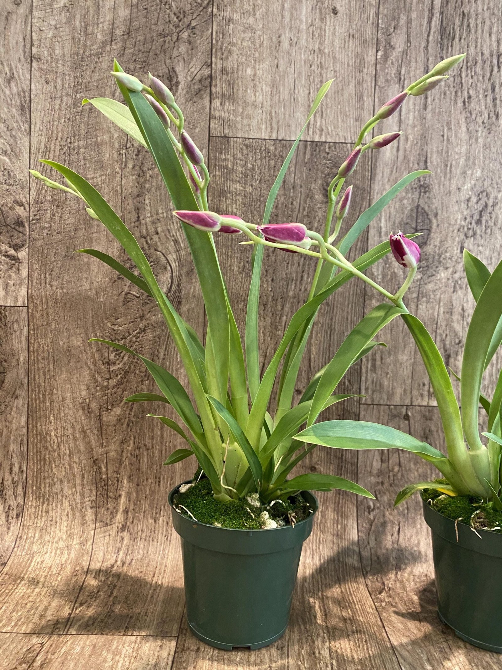 Triple Spikes Miltoniopsis Breathless ’Good Woman’ (3.5” Pot ...