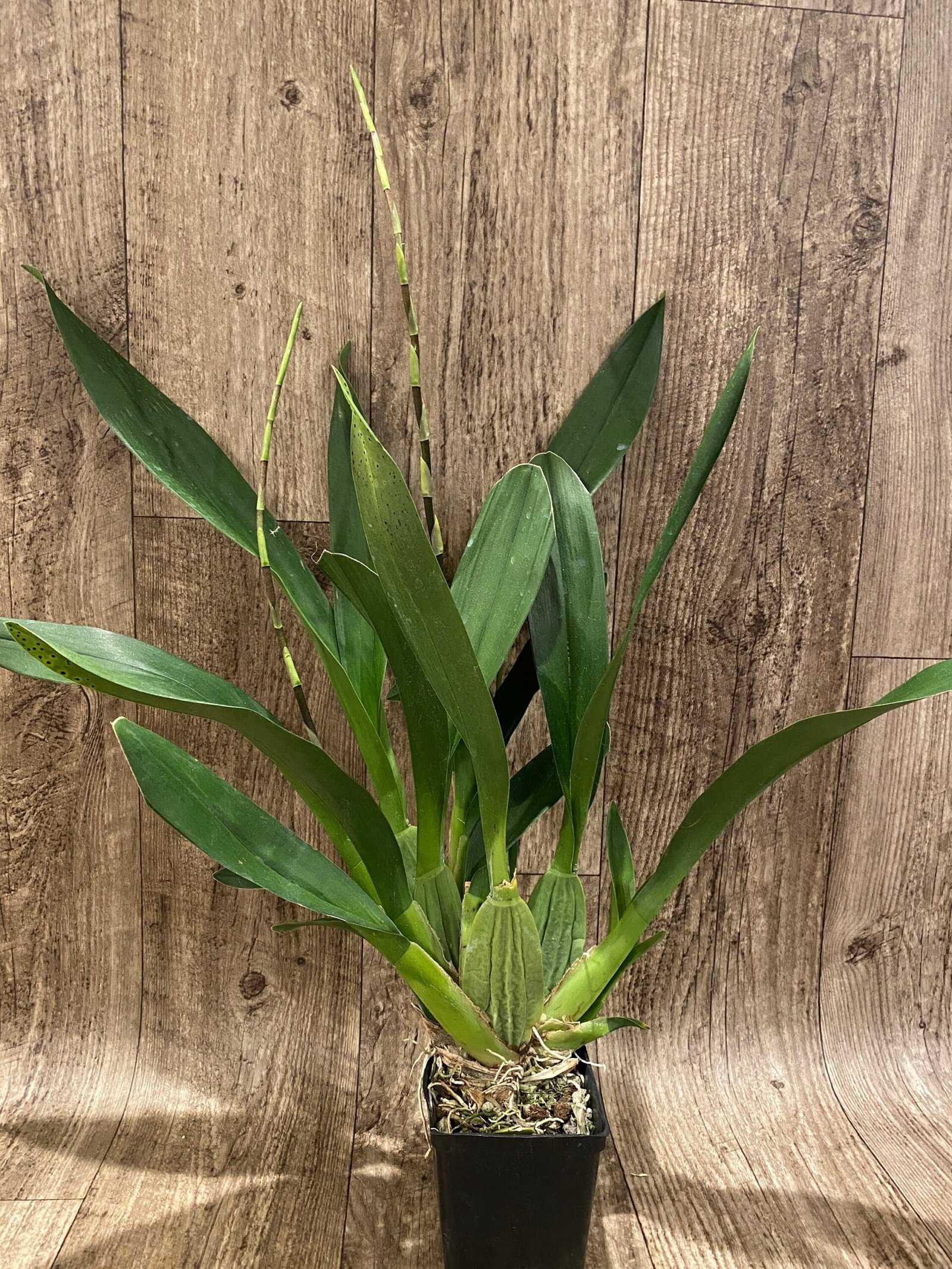 TRIPLE SPIKES – Oncidium Aka Baby ‘Raspberry Chocolate’ (3.5” pot ...