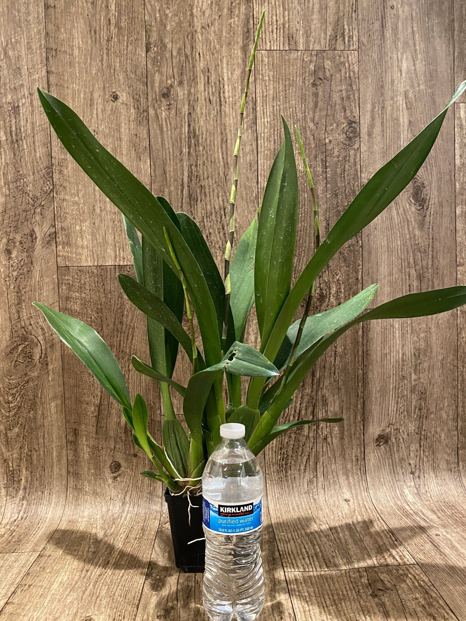 TRIPLE SPIKES – Oncidium Aka Baby ‘Raspberry Chocolate’ (3.5” pot ...