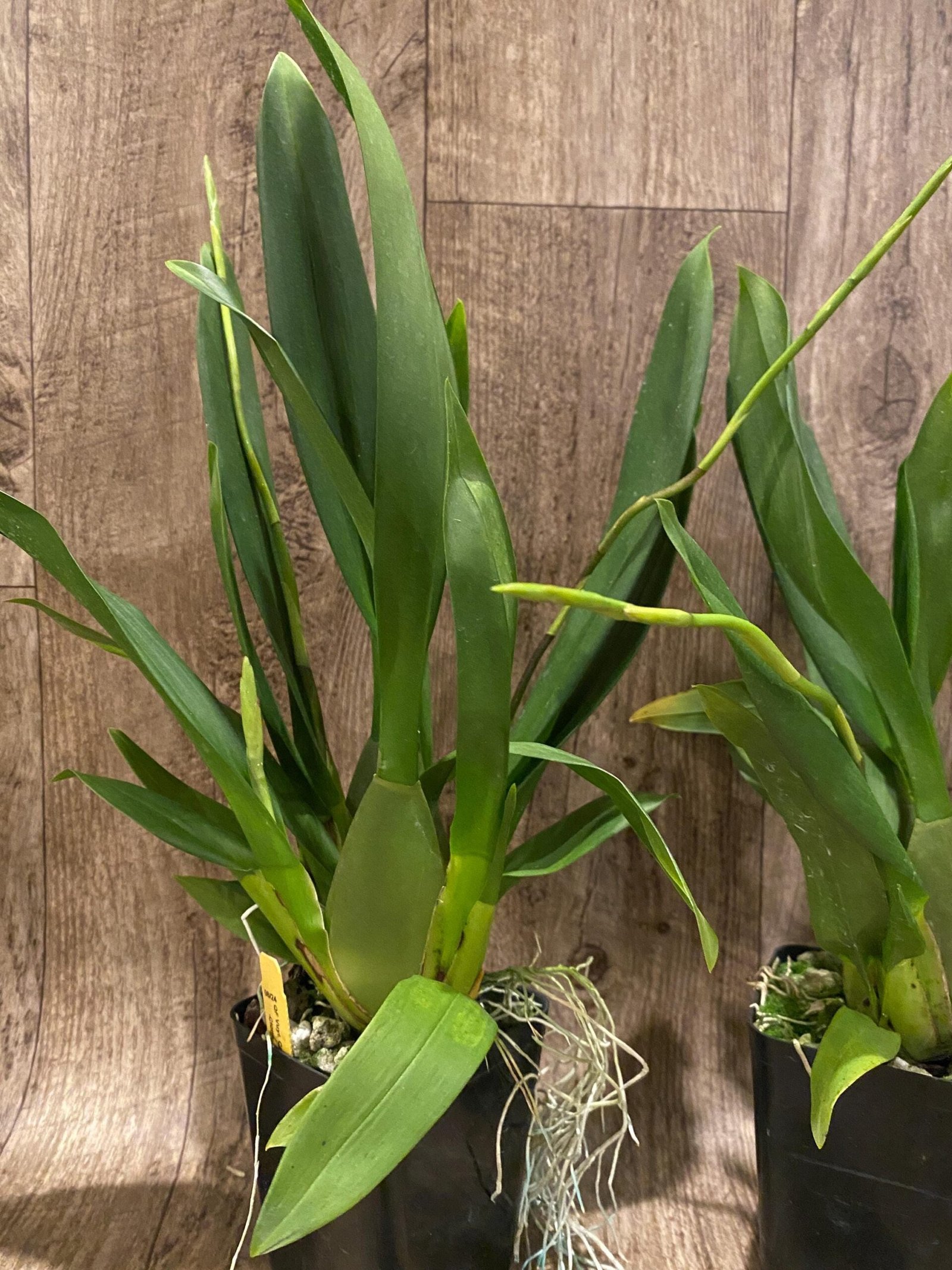 Triple Spikes Vuylstekeara Carnival ‘Rio’ (3.5” Pot) - Everything Orchids