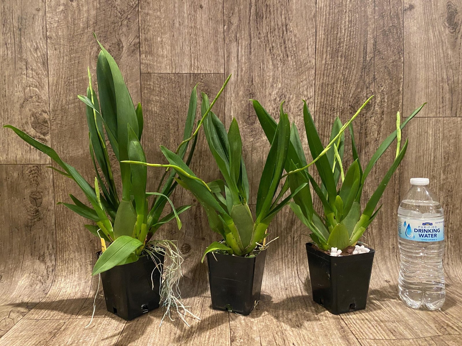 Triple Spikes Vuylstekeara Carnival ‘Rio’ (3.5” Pot) - Everything Orchids