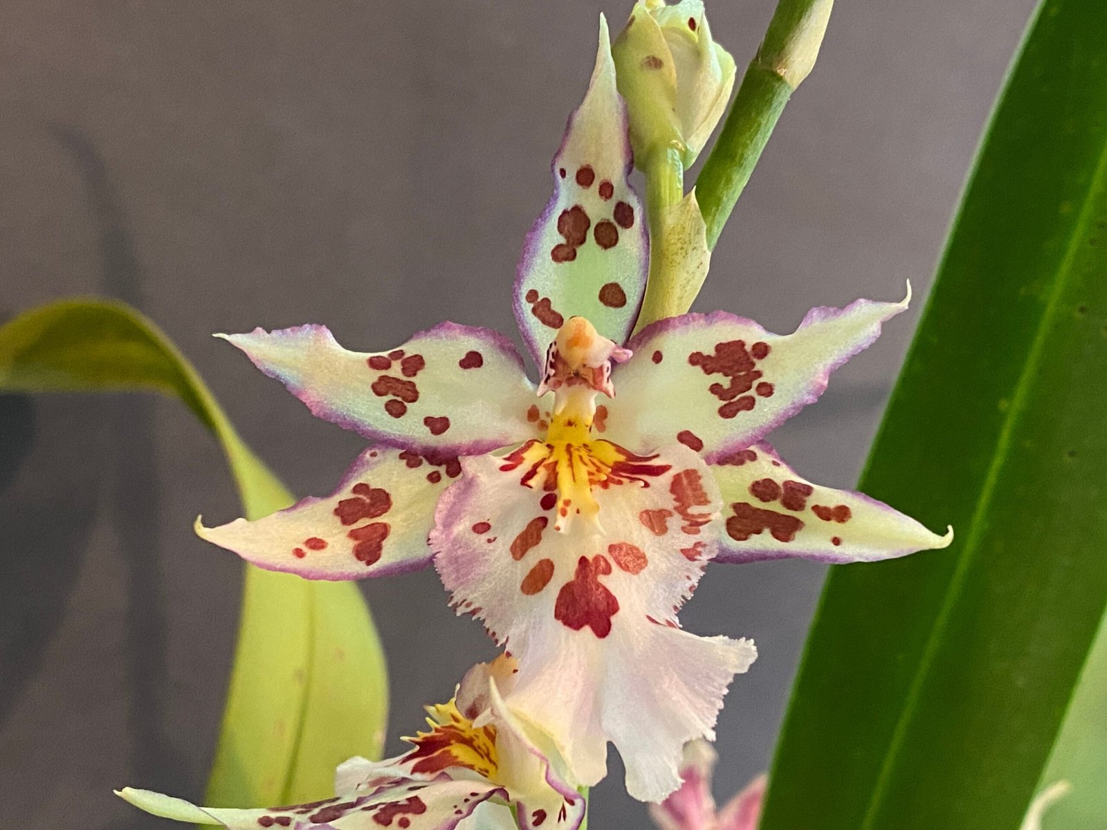 TRIPLE SPIKES – Wilsonara Tan Treasures ‘Lavender Picotee’ (3.5” Pot ...