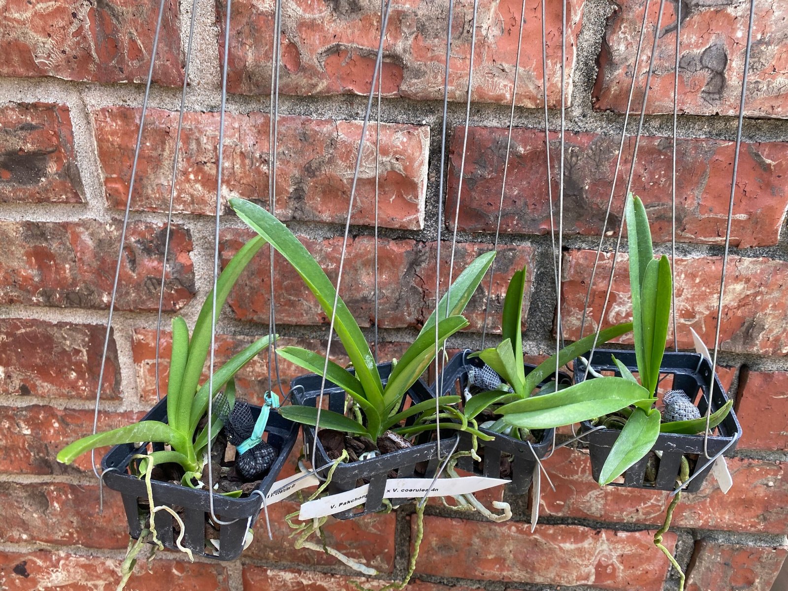 Vanda Pakchong Blue x coerulea 4N (3” basket) - Everything Orchids