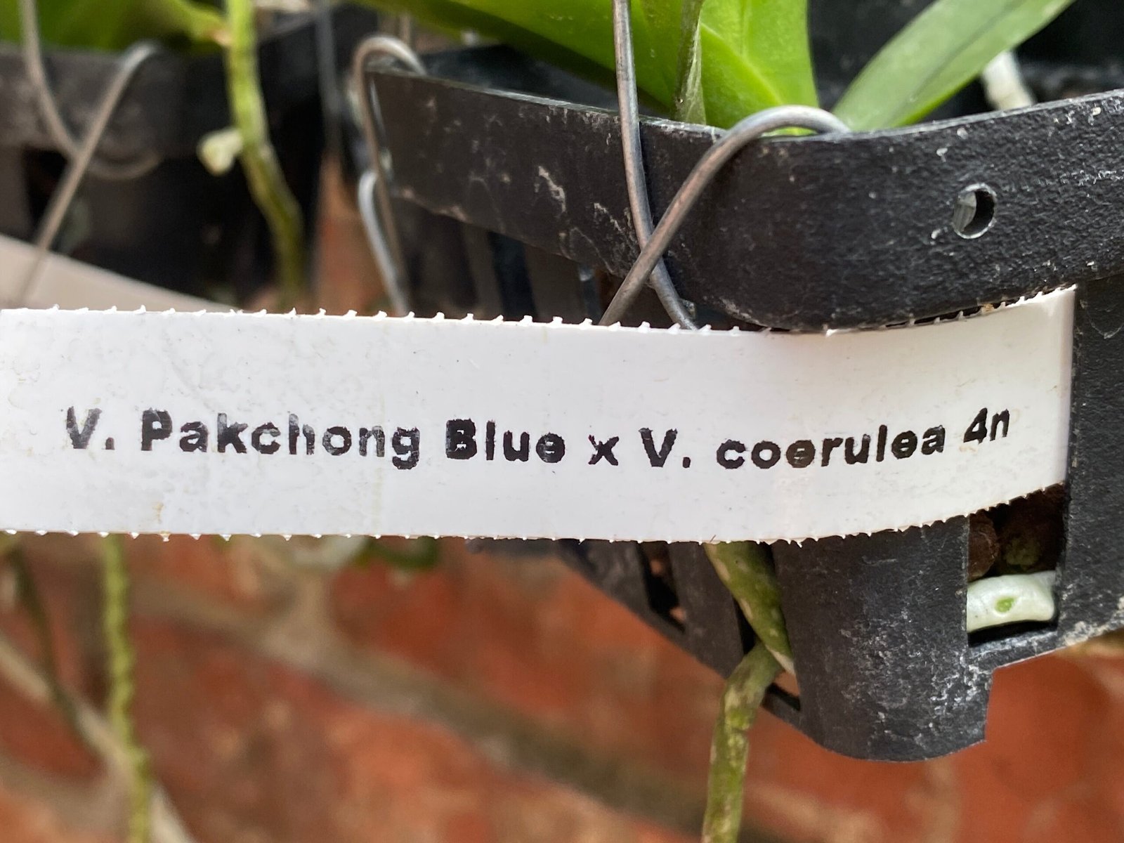 Vanda Pakchong Blue x coerulea 4N (3” basket) - Everything Orchids