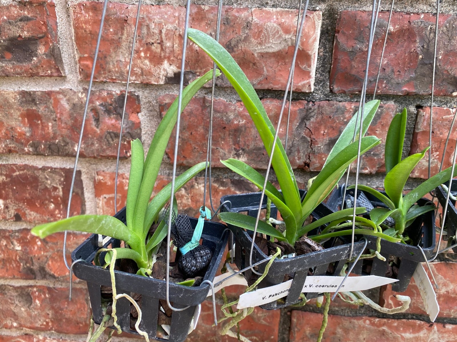 Vanda Pakchong Blue x coerulea 4N (3” basket) - Everything Orchids