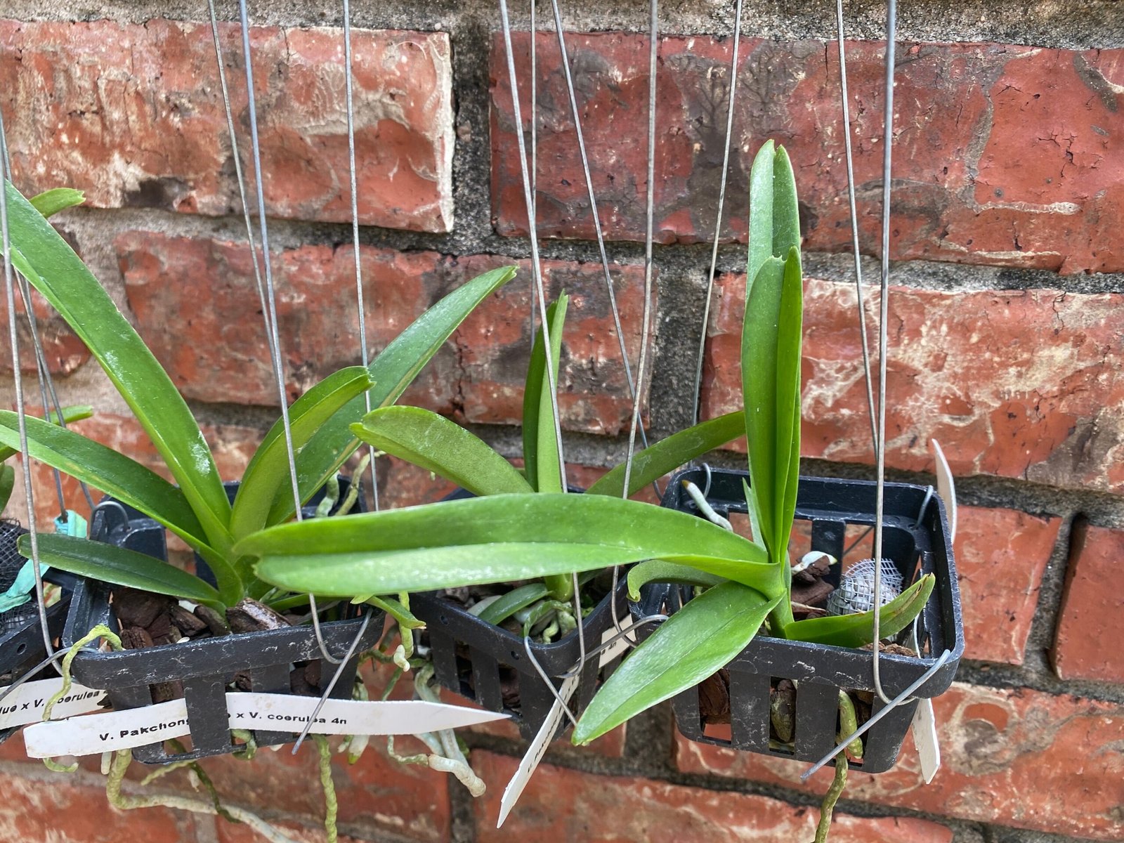 Vanda Pakchong Blue x coerulea 4N (3” basket) - Everything Orchids