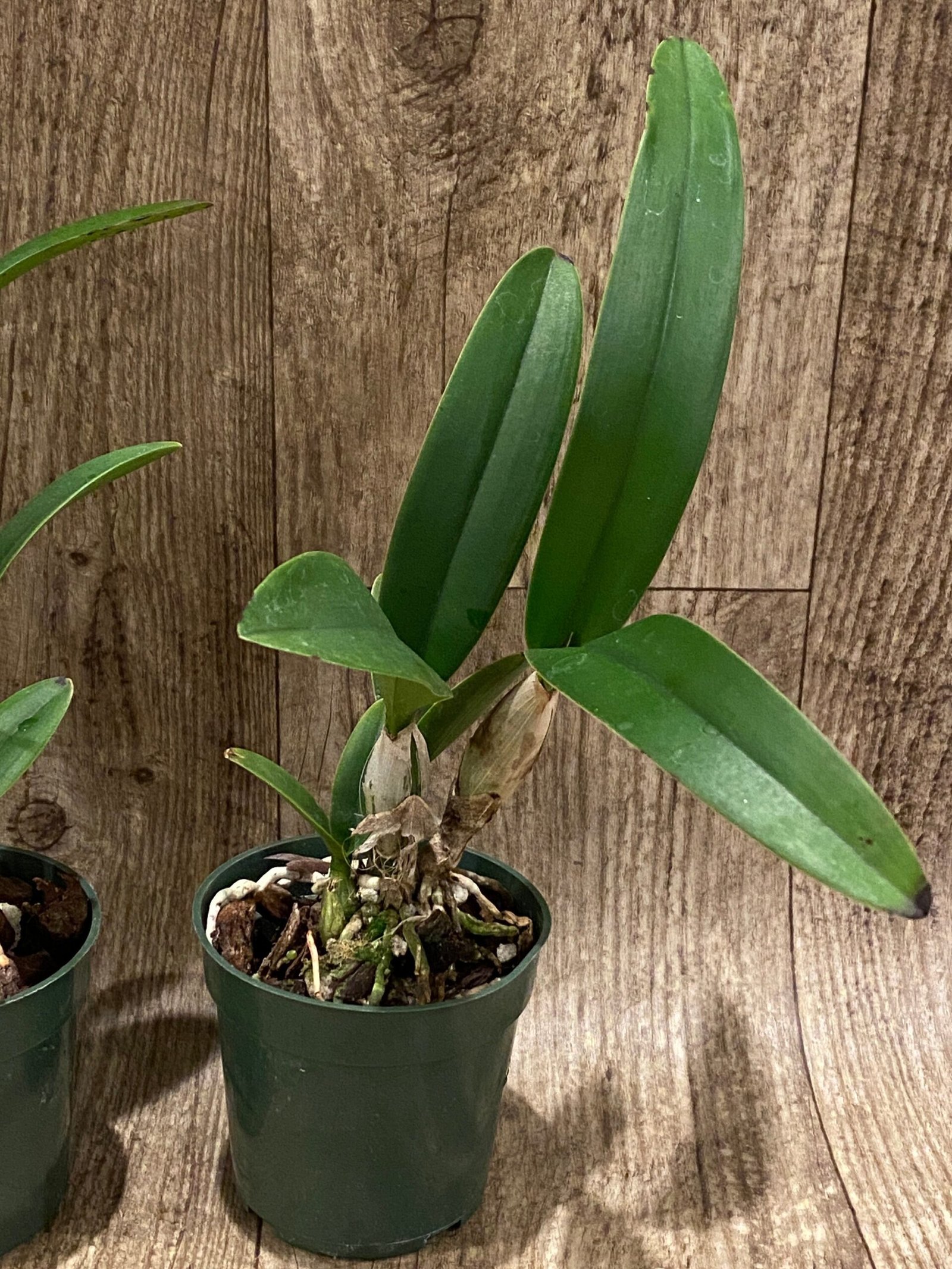 Yamadara Redland Sunset (3.5” Pot) - Everything Orchids