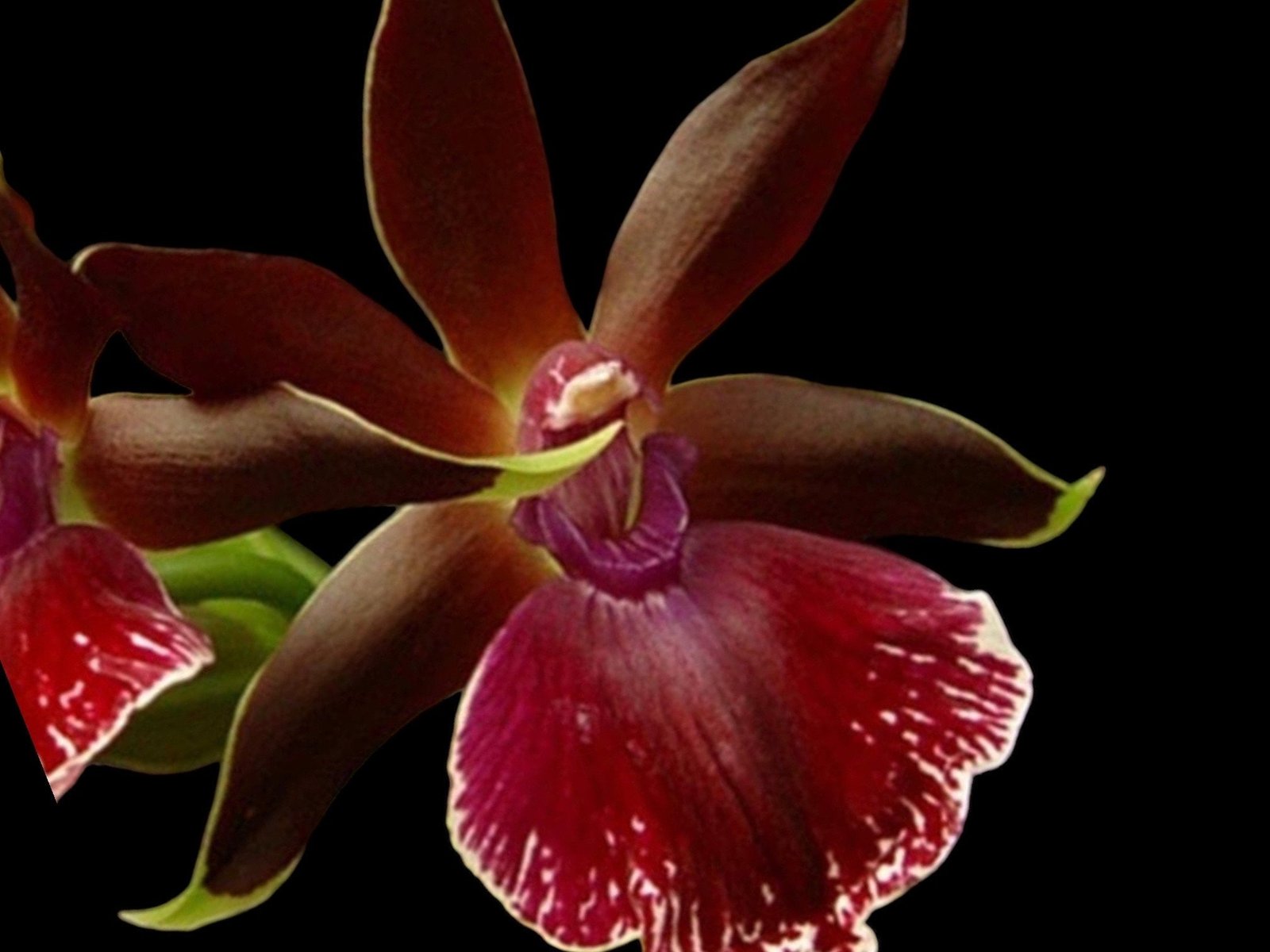 Zygolum Rhein Moonlight x Zygo Blue Eyes (3.5″ pot) - Everything Orchids