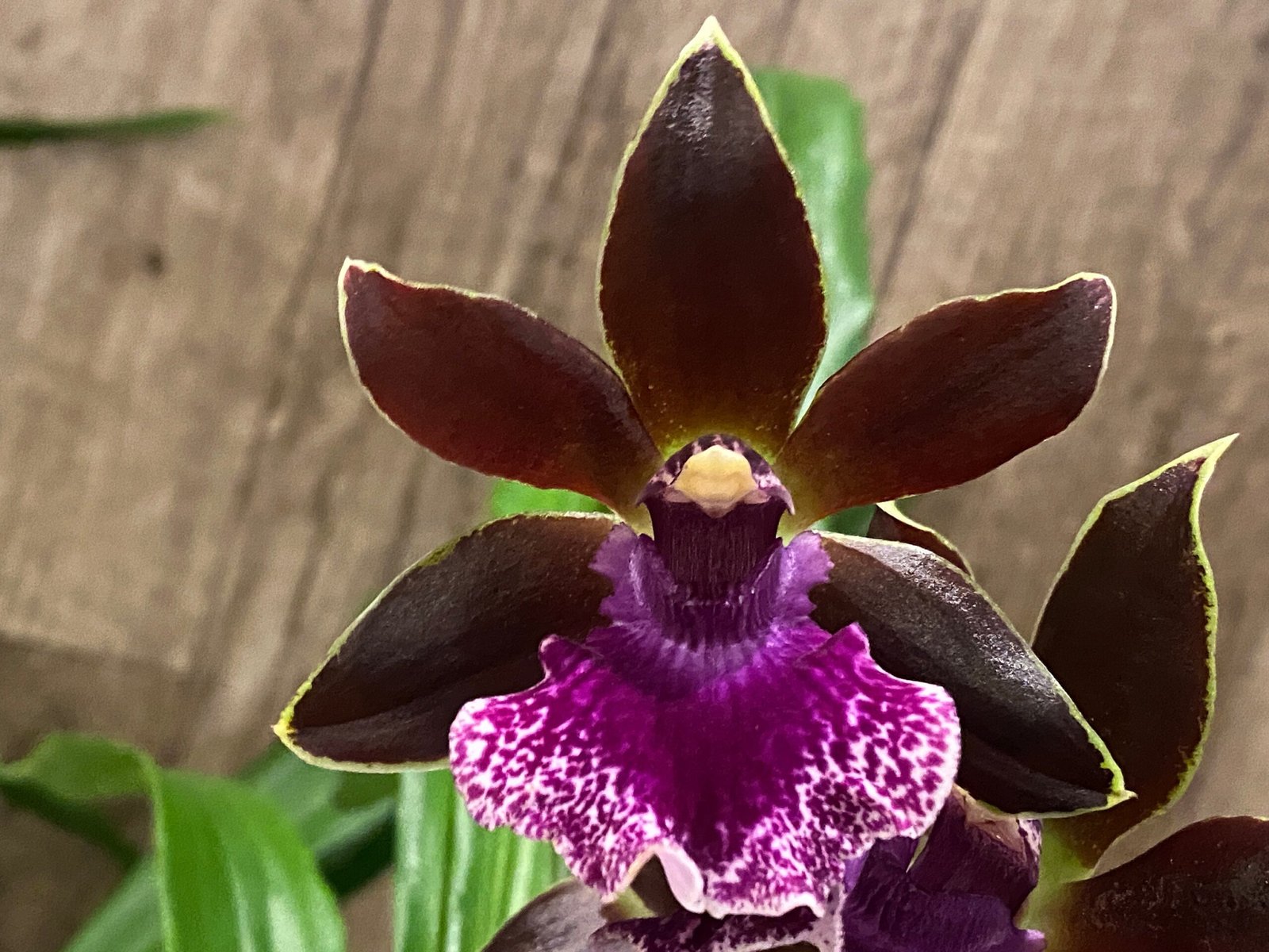 Zygopetalum Debbie De Mello ‘Honolulu Baby’ AM/AOS (3.5″ pot ...