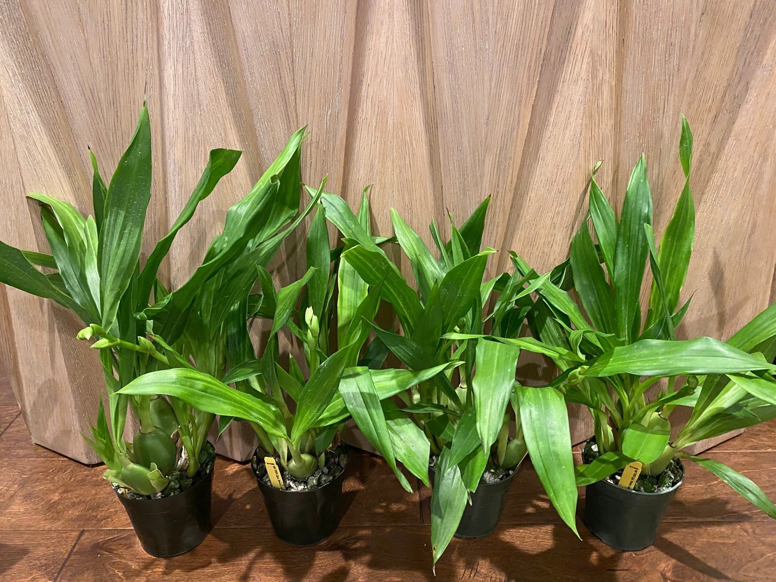 Zypgopetalum Sweet Jade Large Multi-Growths (5″ pot) - Everything Orchids