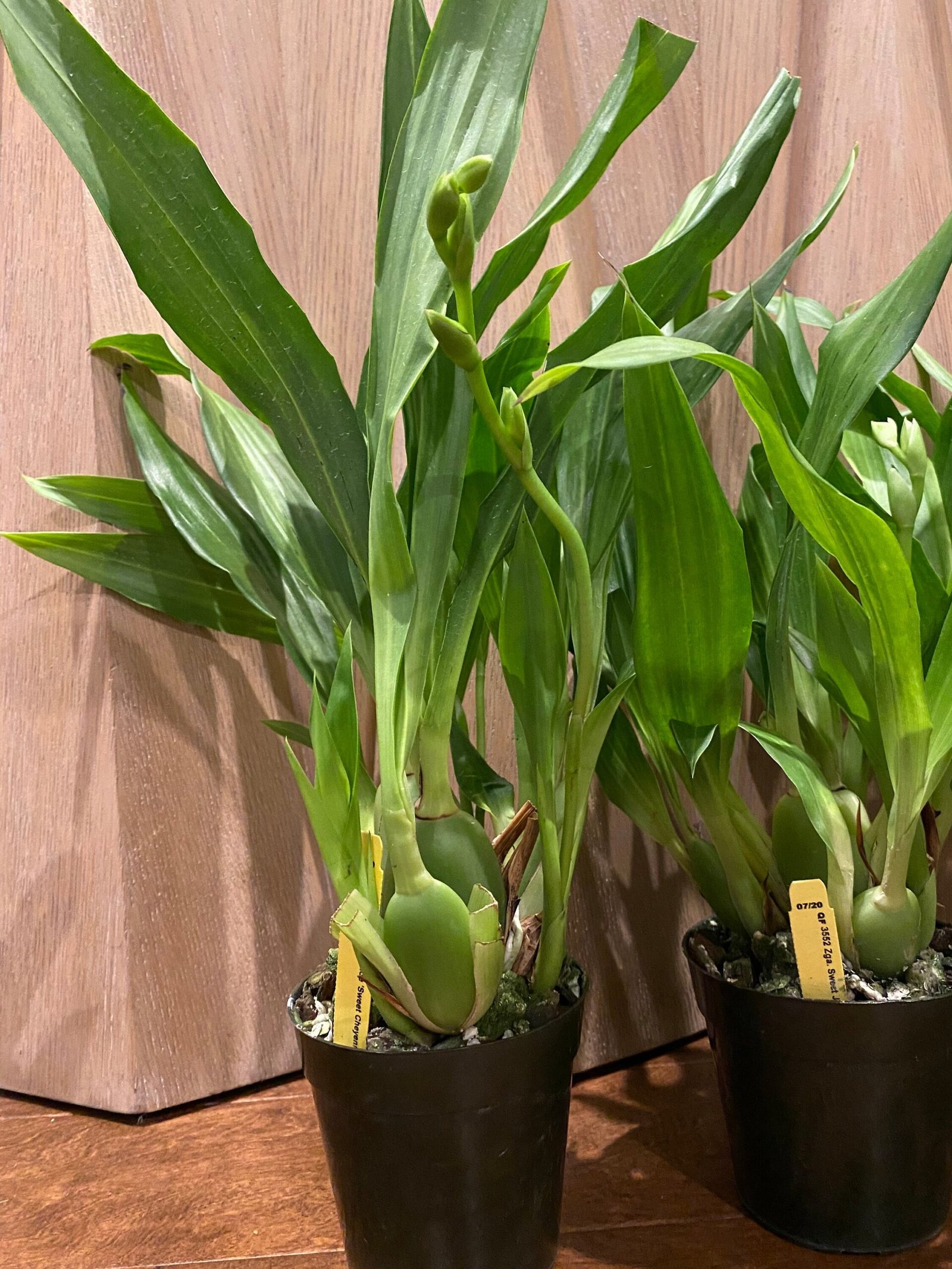 Zypgopetalum Sweet Jade Large Multi-Growths (5″ pot) - Everything Orchids