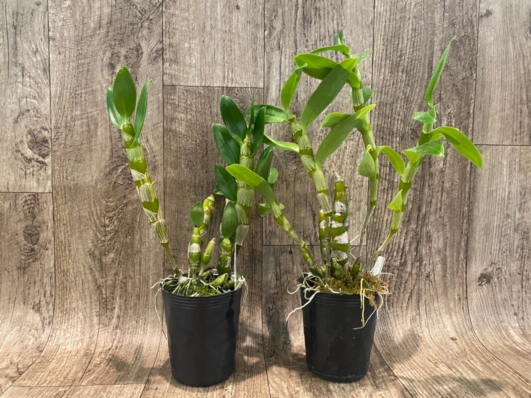 Dendrobium Spring Snow (4” pot) - Everything Orchids