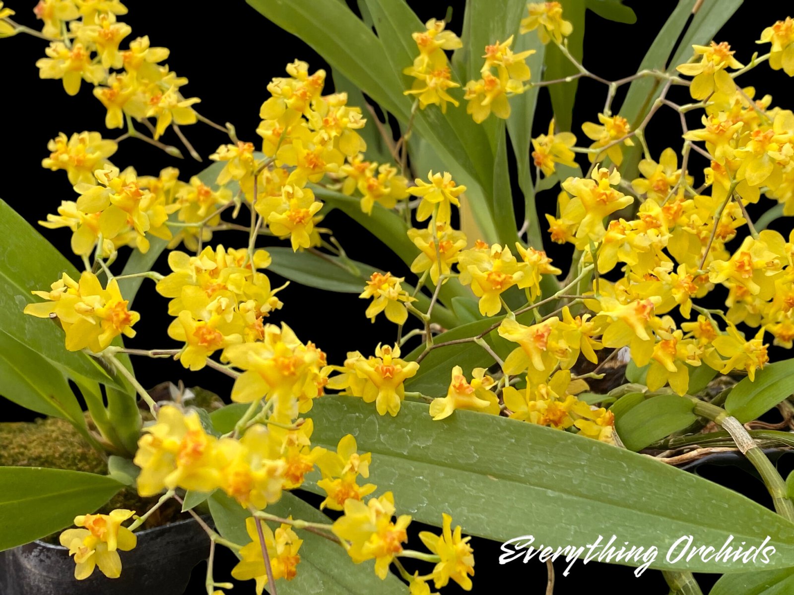 Mini Oncidium Twinkle ‘Yellow Sunlight’ (3.5” Pot) - Everything Orchids