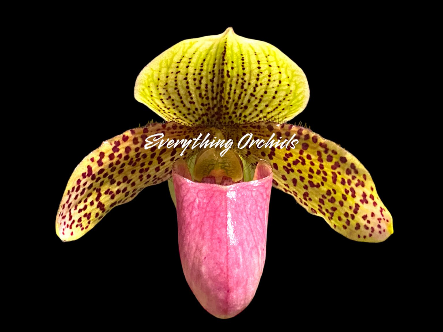 Paph. Graham Robertson (2″ pot) - Everything Orchids