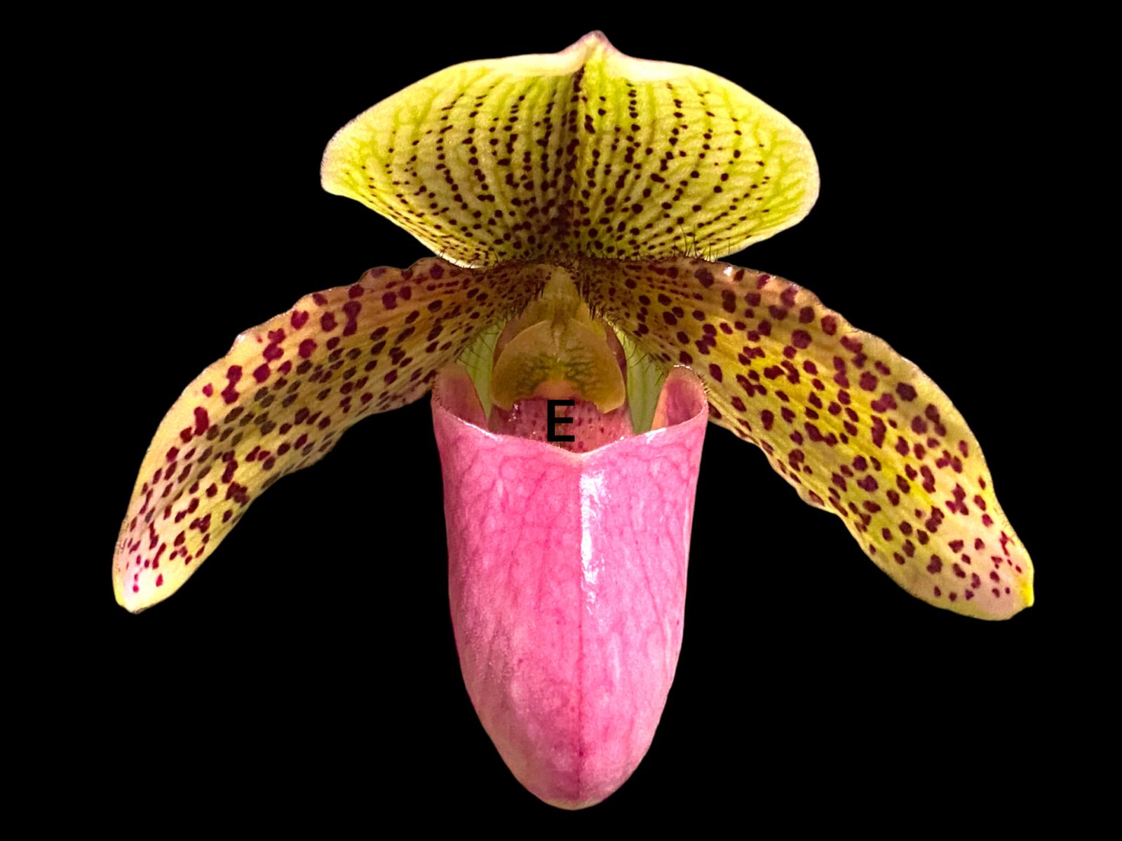 Paph. Graham Robertson (2″ pot) - Everything Orchids