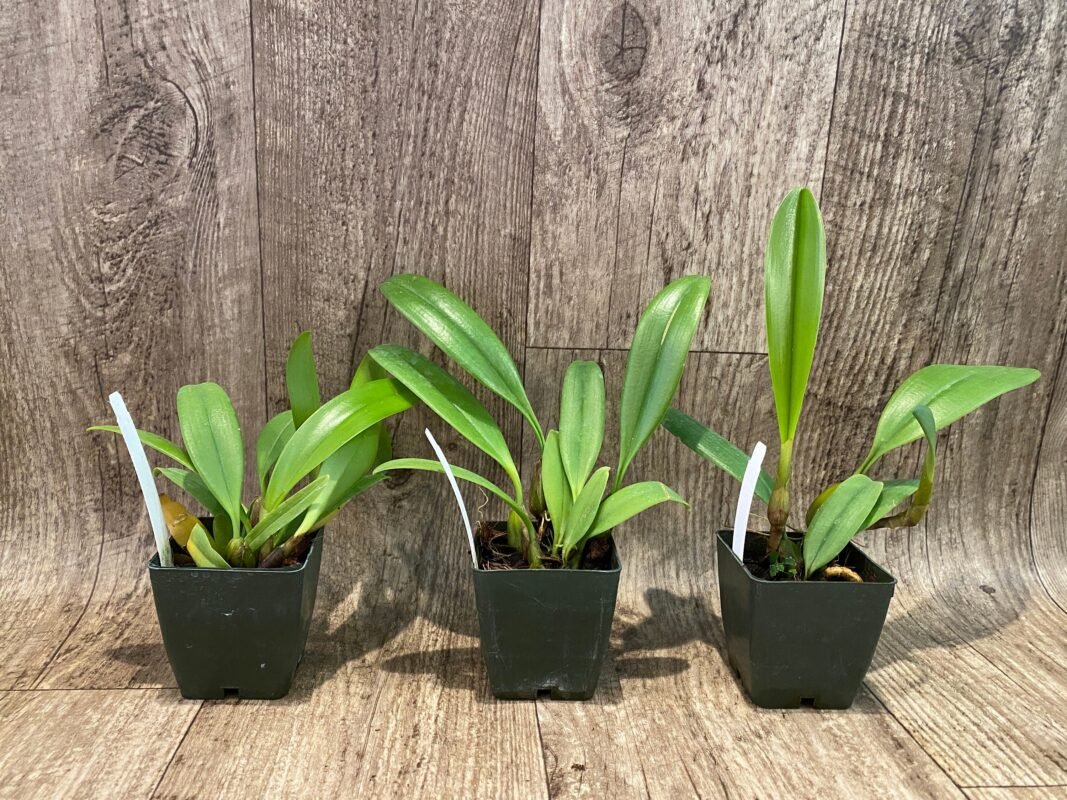 Bulbophyllum cercanthum × medusae (3” Pot) - Everything Orchids