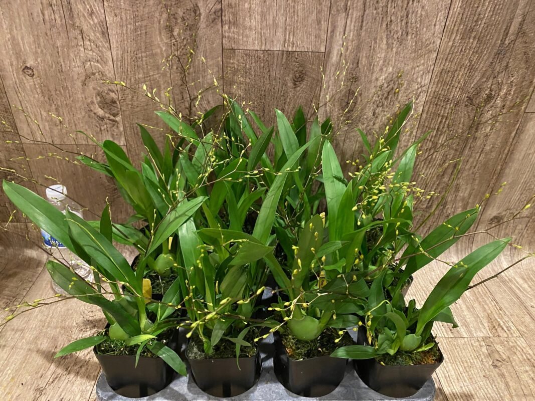 Multi Spikes Fragrant Oncidium Tsiku Marguerite (Onc. Twinkle x Onc ...