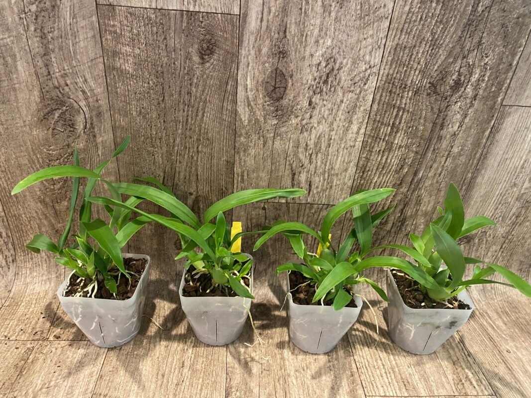 Prosthechea chacaoensis (3.5” pot) - Everything Orchids