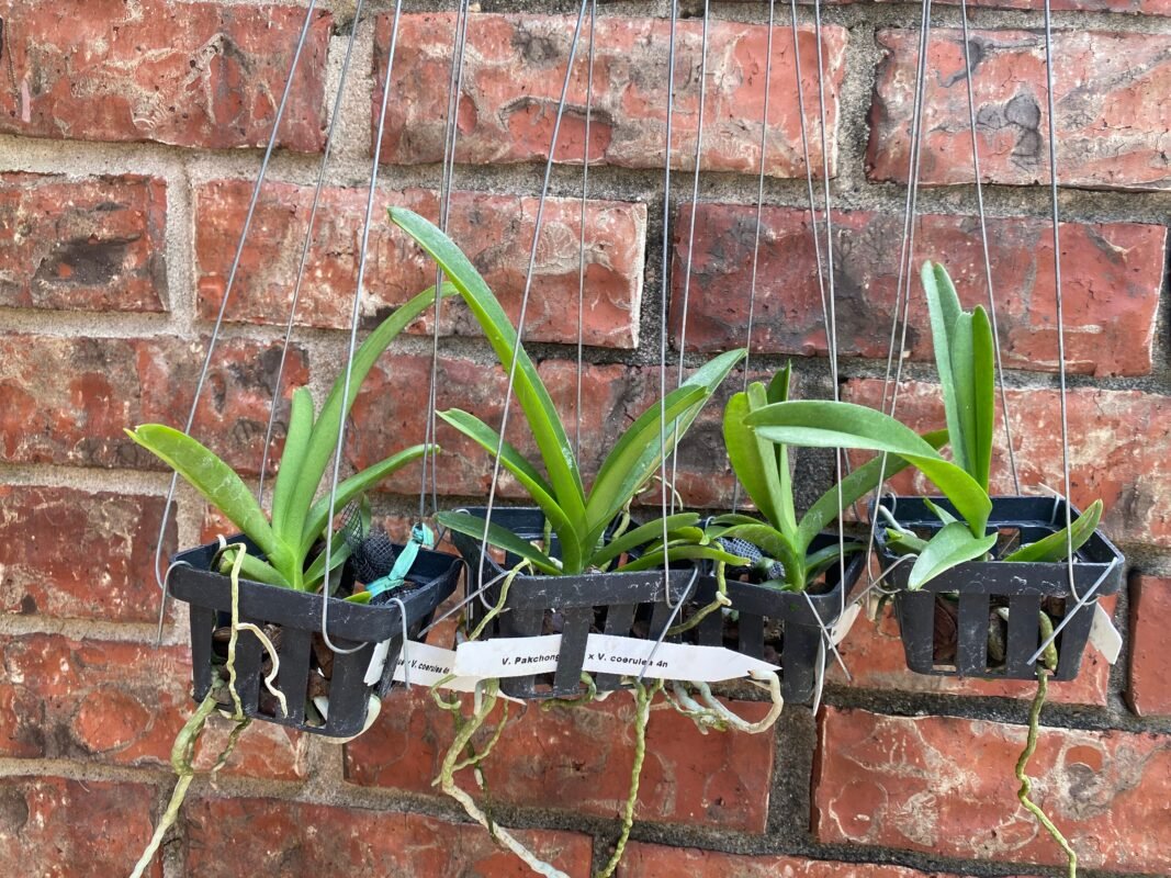 Vanda Pakchong Blue x coerulea 4N (3” basket) - Everything Orchids