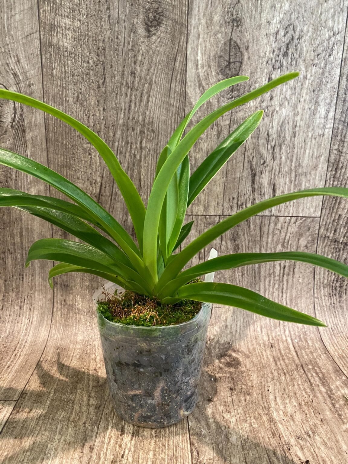 PAPH. (MULTI FLORAL) - Everything Orchids