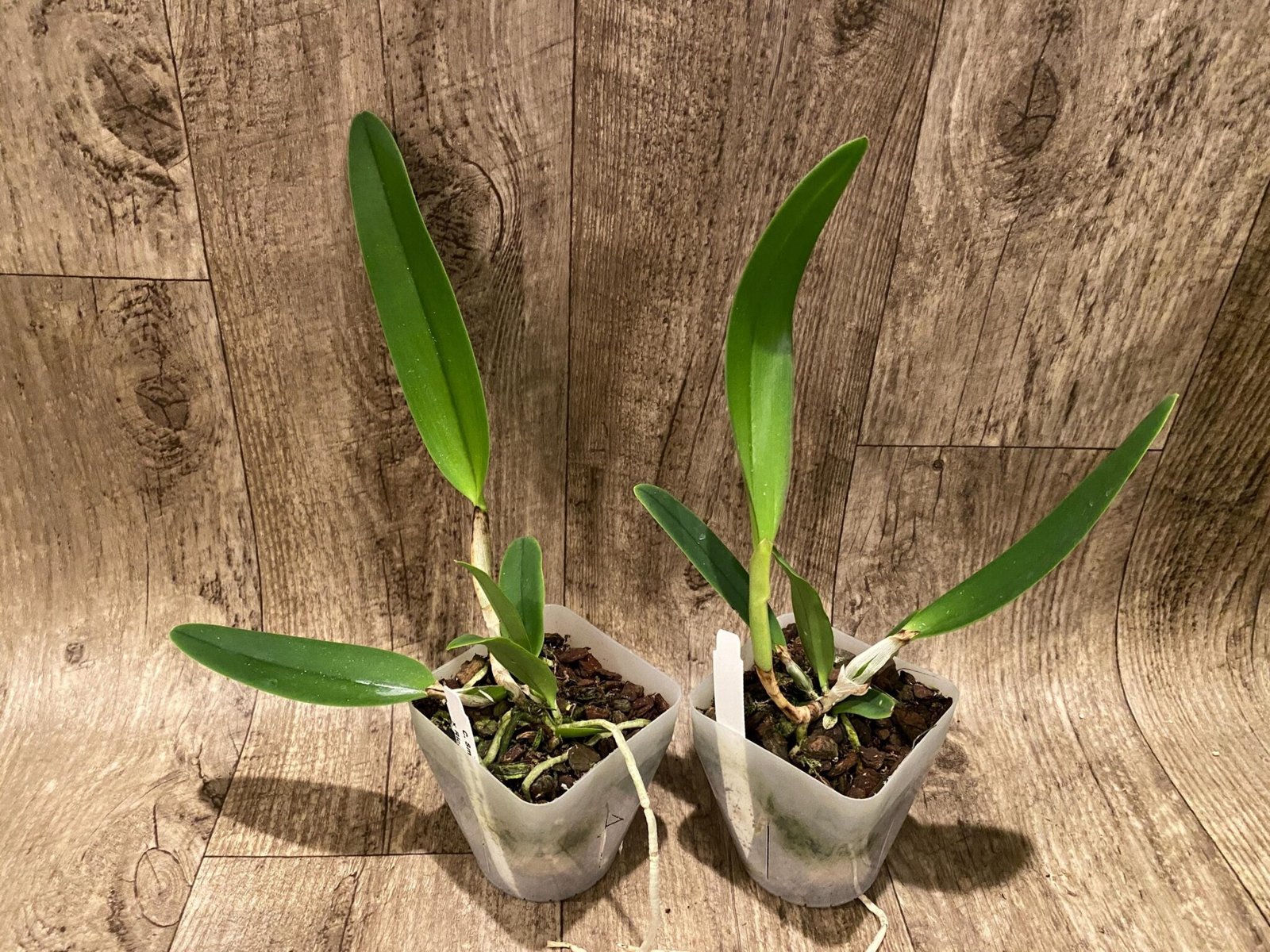 Cattleya Small World ‘Sweet Spot’ x Rlc. Toshie Aoki (3.5” pot ...