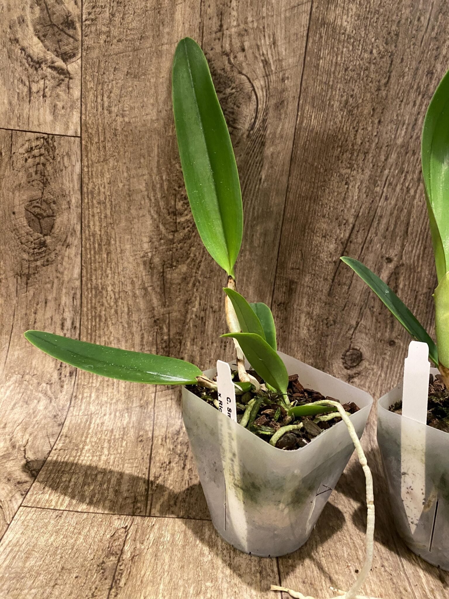 Cattleya Small World ‘Sweet Spot’ x Rlc. Toshie Aoki (3.5” pot ...